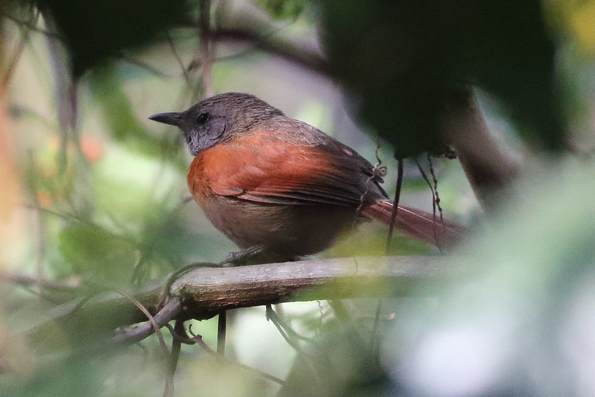ML472904721 - Rufous-breasted Spinetail - Macaulay Library