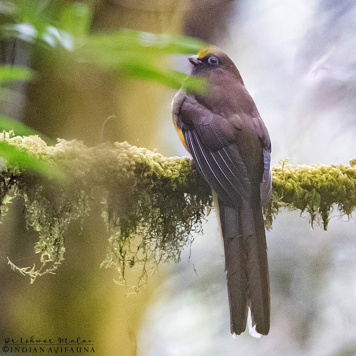 ML472945361 - Ward's Trogon - Macaulay Library