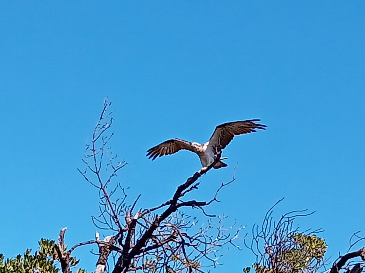 eBird Checklist - 6 Aug 2022 - Johns Creek at Point Samson-Roebourne Rd ...