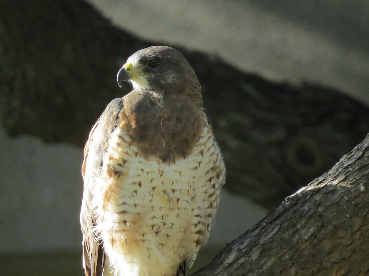 ML473079511 - Swainson's Hawk - Macaulay Library