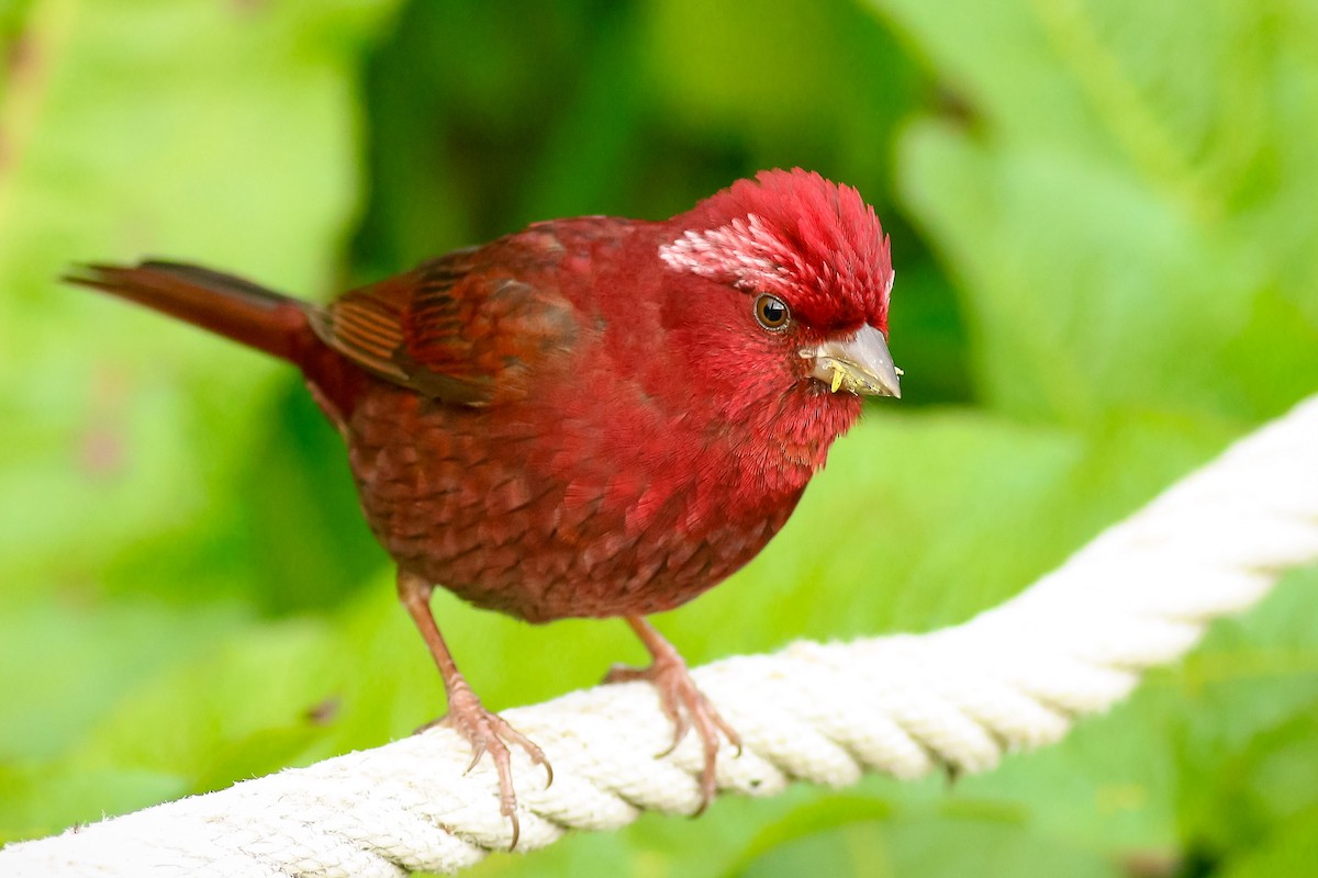 ML473243231 - Taiwan Rosefinch - Macaulay Library