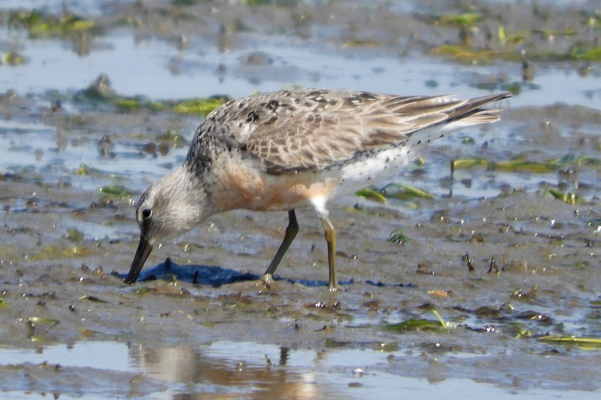 ML473339491 - Red Knot - Macaulay Library
