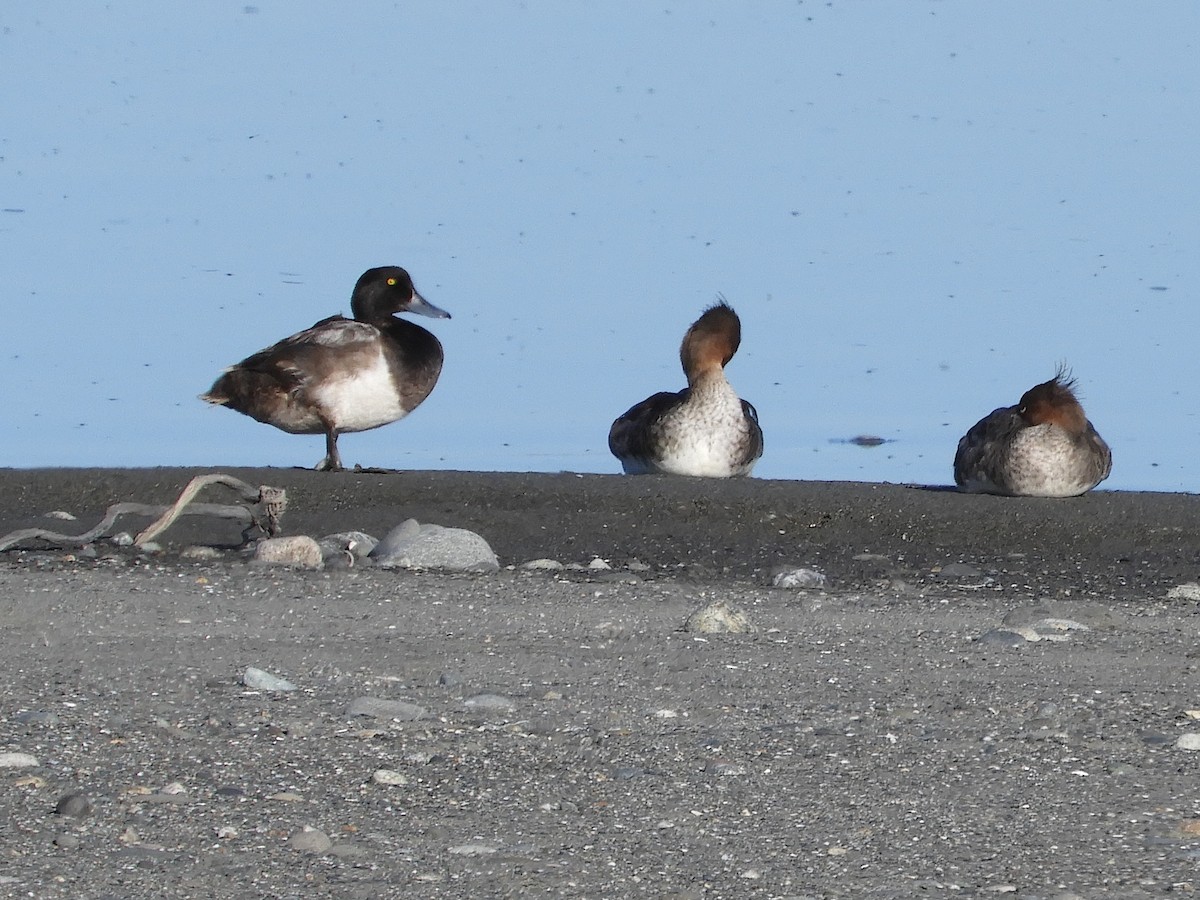eBird Checklist - 7 Aug 2022 - Dungeness NWR - 23 species (+1 other taxa)