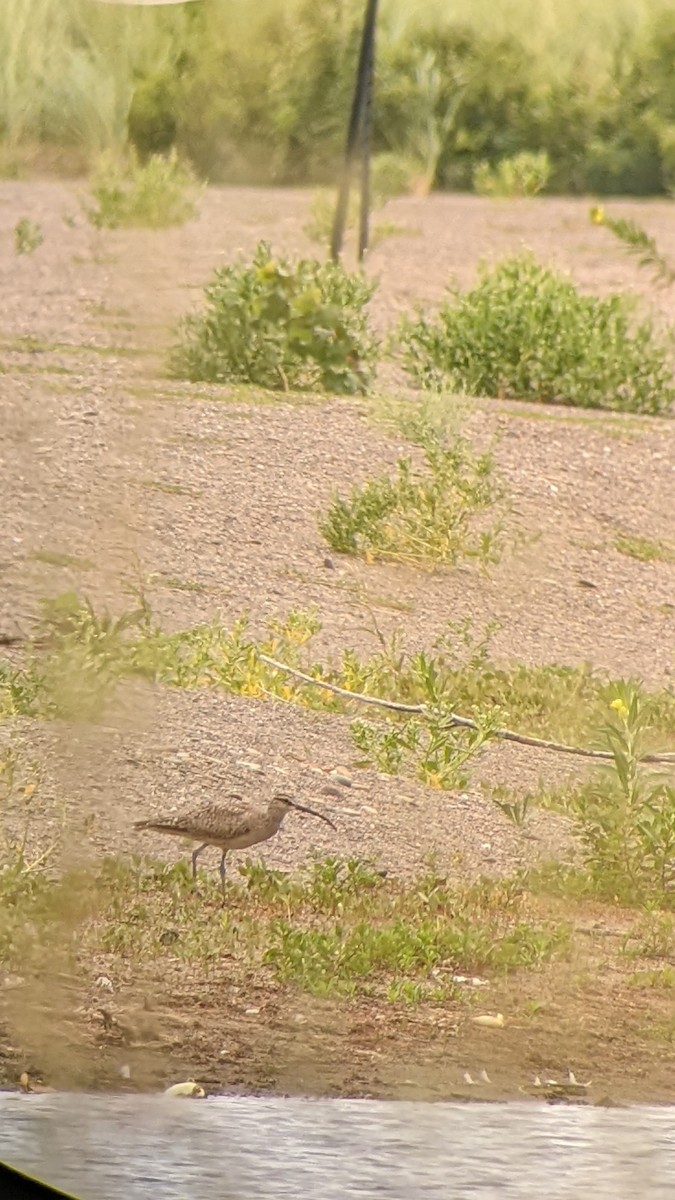eBird Checklist - 8 Aug 2022 - Presque Isle SP--Gull Pt. - 41 species