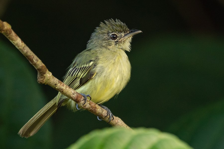 Yellow-margined Flatbill (examinatus) - eBird