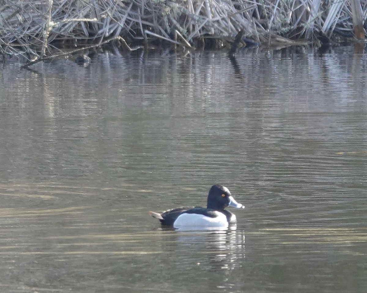 ML473747981 - Ring-necked Duck - Macaulay Library