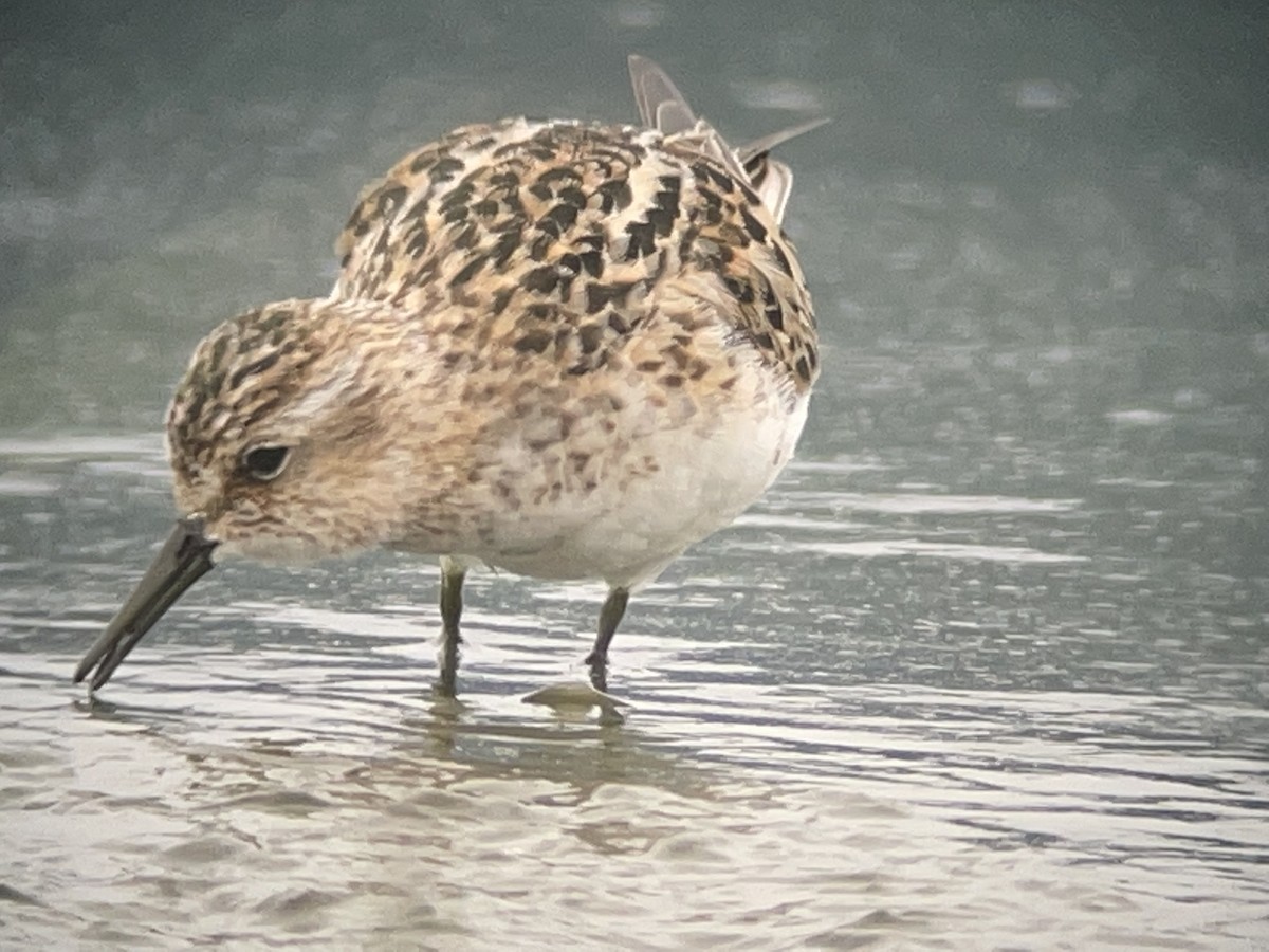 eBird Checklist - 8 Aug 2022 - Alexandre Dairy - 27 species