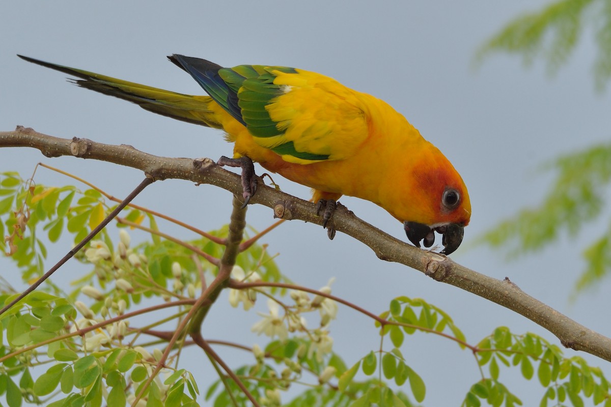 ML474117671 - Sun Parakeet - Macaulay Library