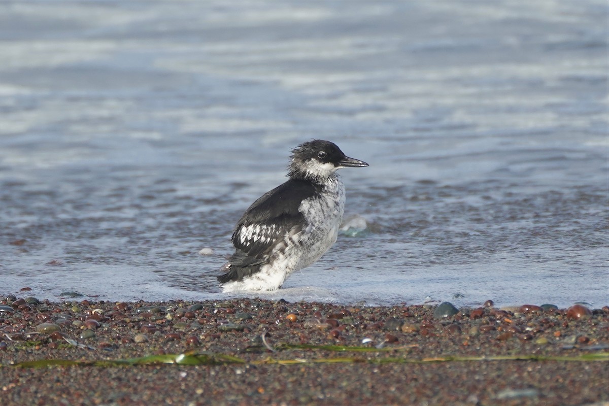 ML474168741 - Pigeon Guillemot - Macaulay Library