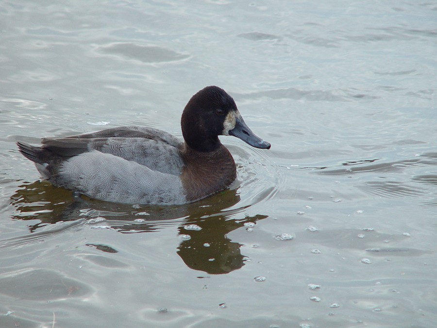 Stor Taffeland x bjergand sp. (hybrid) - eBird