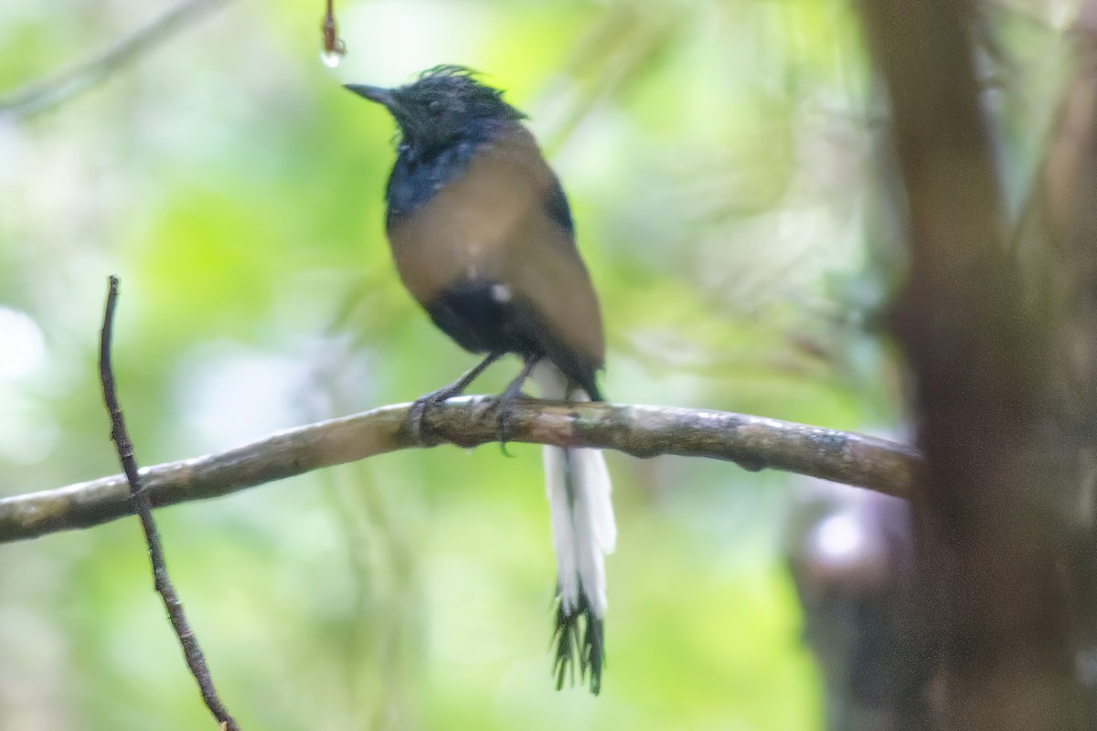 ML474541501 - White-vented Shama - Macaulay Library