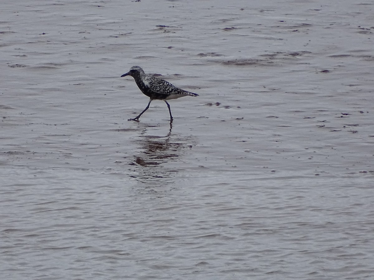 ML474571091 - Black-bellied Plover - Macaulay Library
