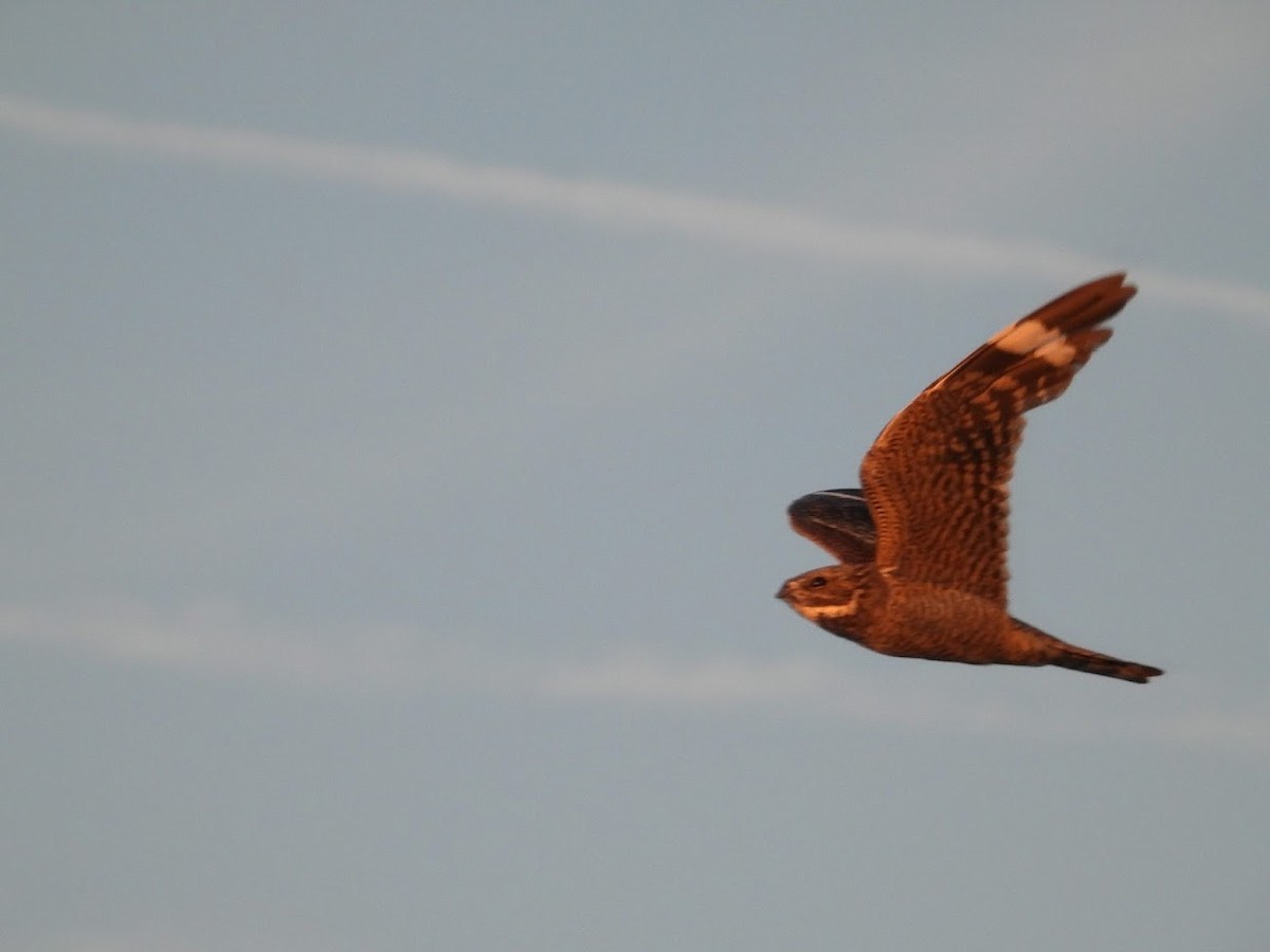 ML474656031 - Lesser Nighthawk - Macaulay Library