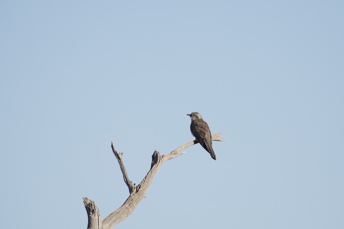 eBird Checklist - 13 Jul 2022 - Mt Ive Summit Walk - 13 species