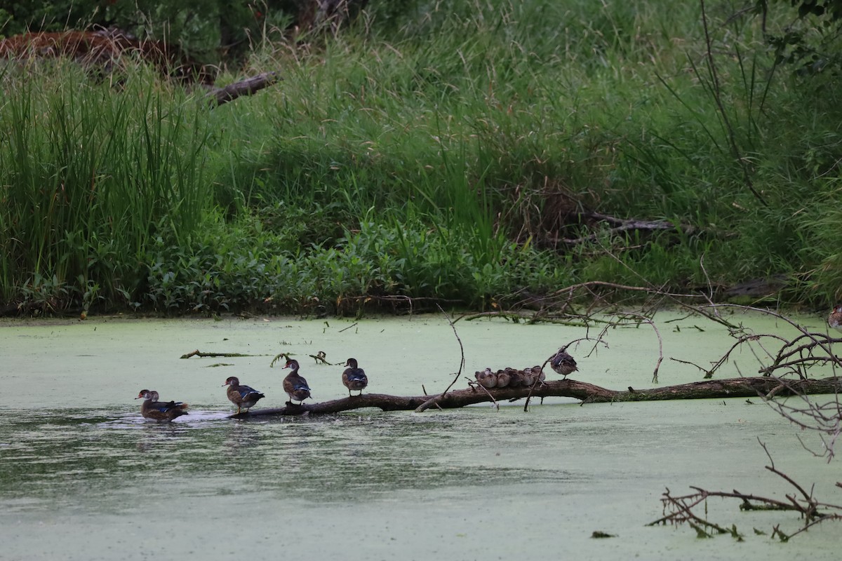 eBird Checklist - 13 Aug 2022 - Myrick Marsh (La Crosse) - 44 species