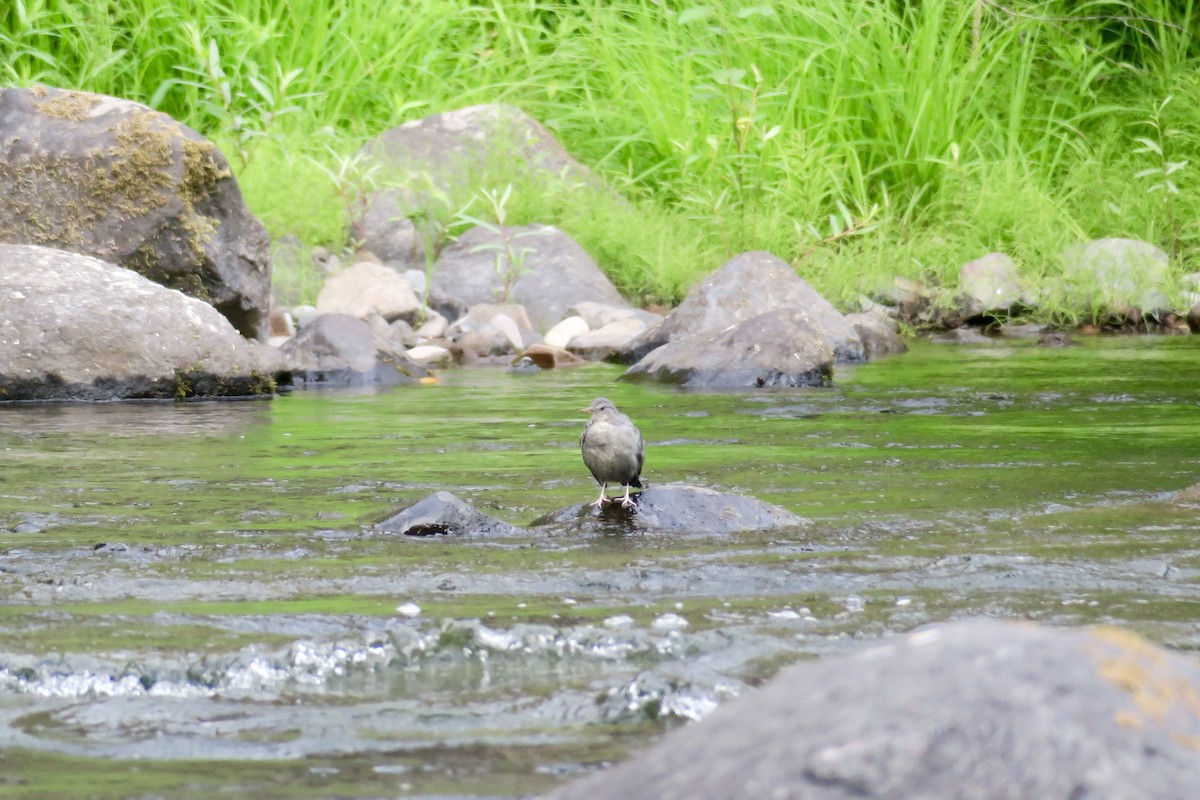 ML474945731 - American Dipper - Macaulay Library