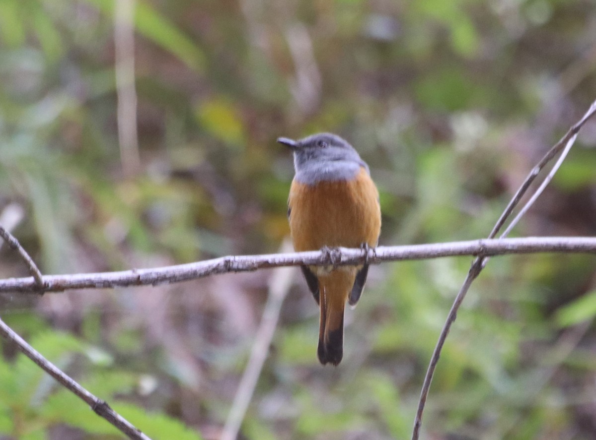 ML474946121 - Forest Rock-Thrush (Benson's) - Macaulay Library