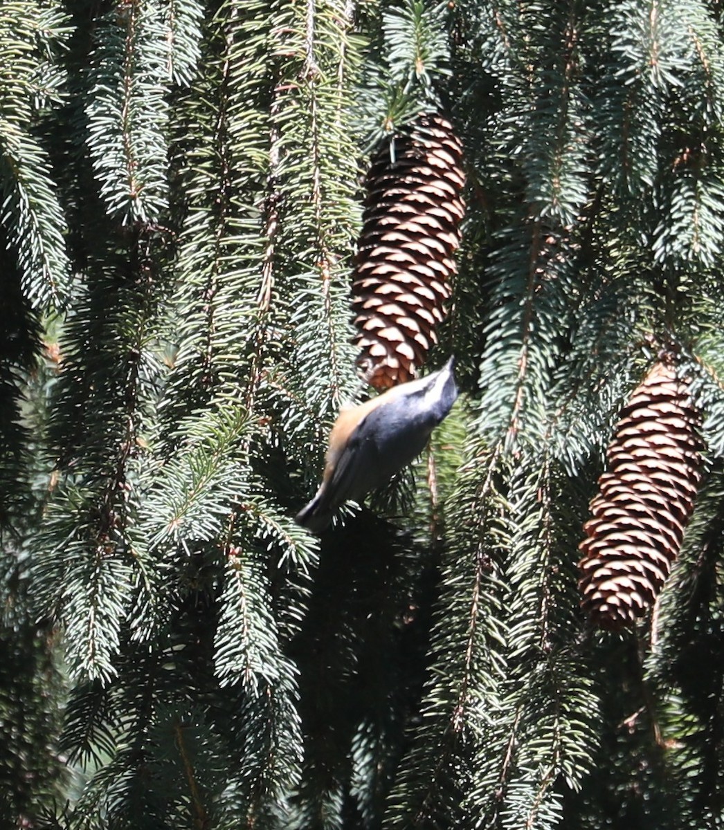 ML474948101 - Red-breasted Nuthatch - Macaulay Library