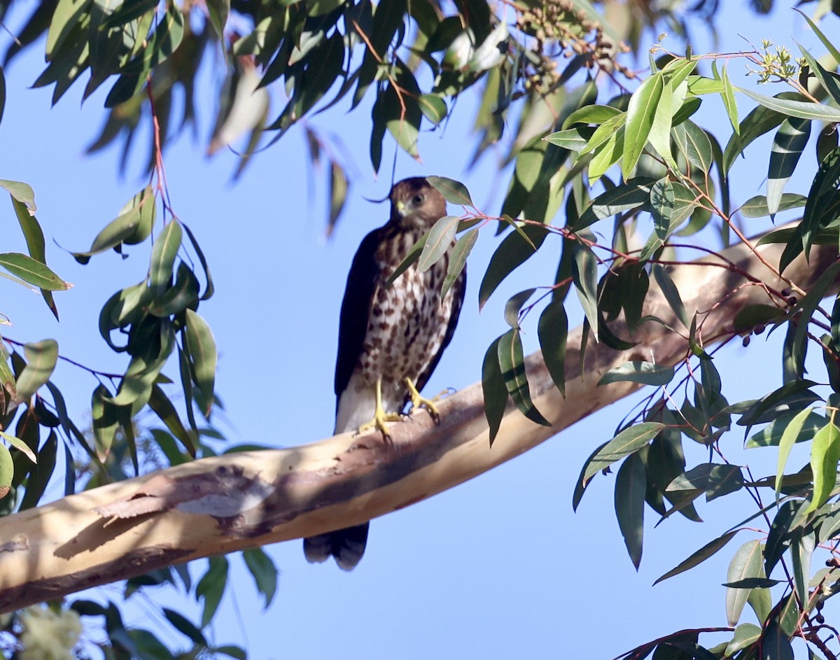 ML474965291 - Sharp-shinned/Cooper's Hawk - Macaulay Library