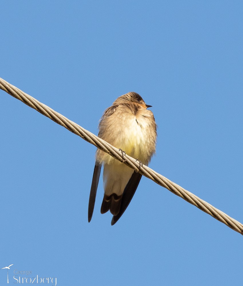 ML474965651 - Southern Rough-winged Swallow - Macaulay Library