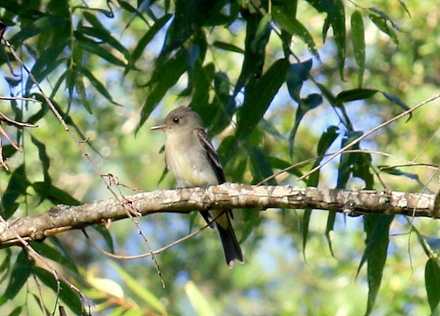 eBird Checklist - 13 Sep 2015 - Cochran Shoals Unit - 1 species