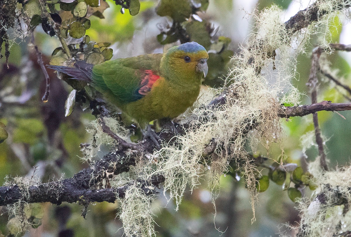 ML475466801 - Indigo-winged Parrot - Macaulay Library
