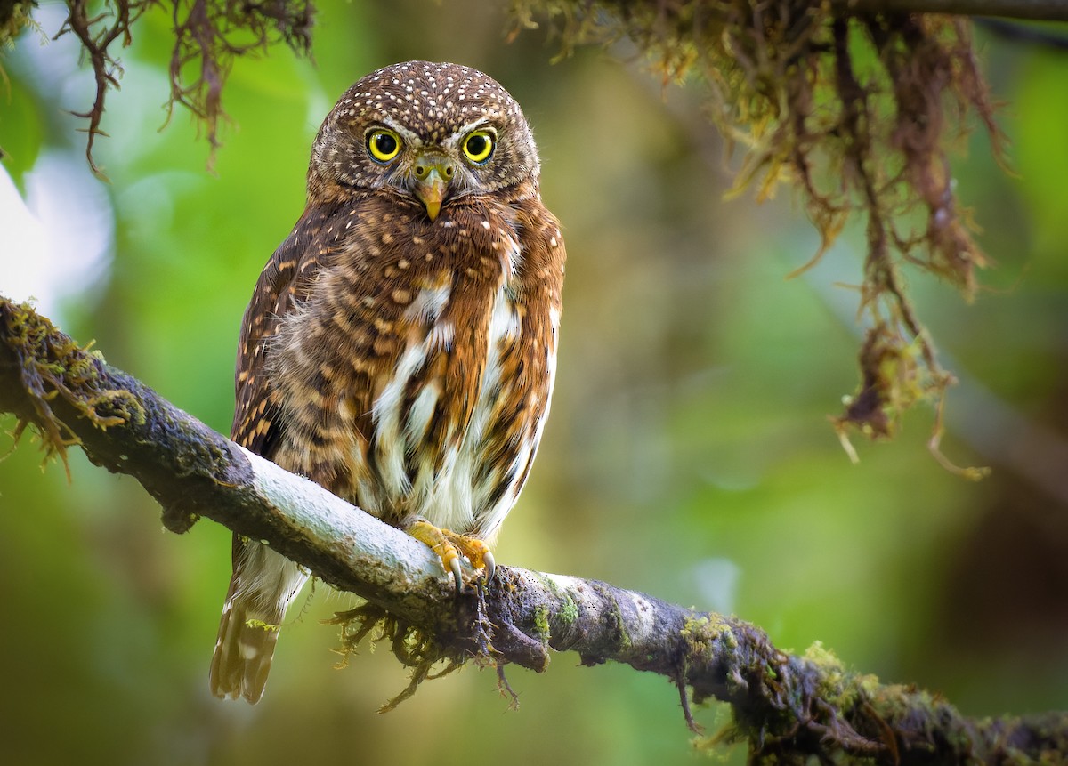 ML475602481 - Costa Rican Pygmy-Owl - Macaulay Library