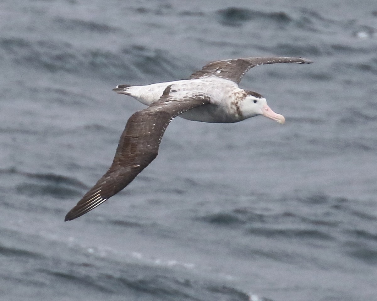 ML476008471 - Antipodean Albatross (New Zealand) - Macaulay Library