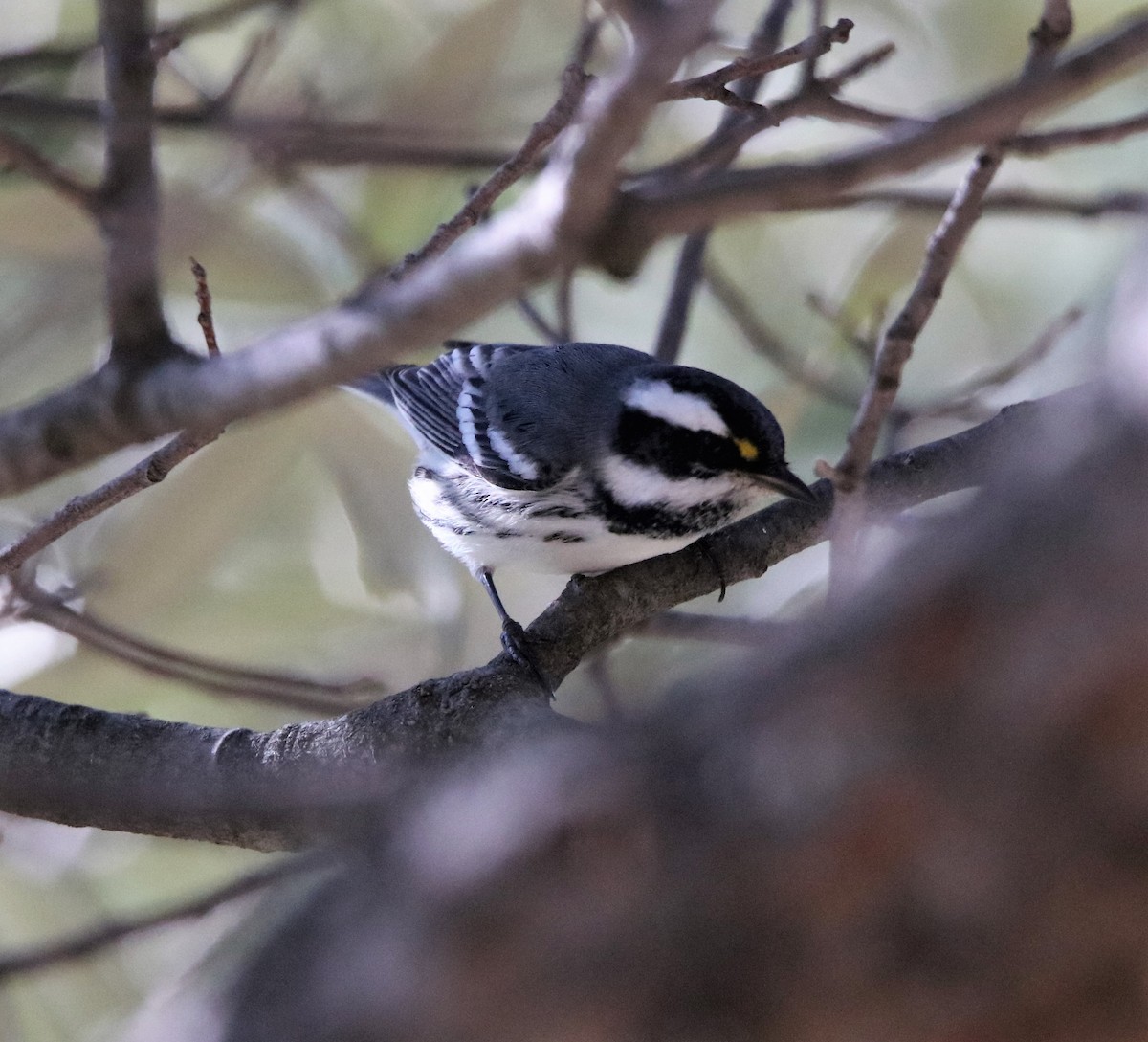 ML476043951 - Black-throated Gray Warbler - Macaulay Library
