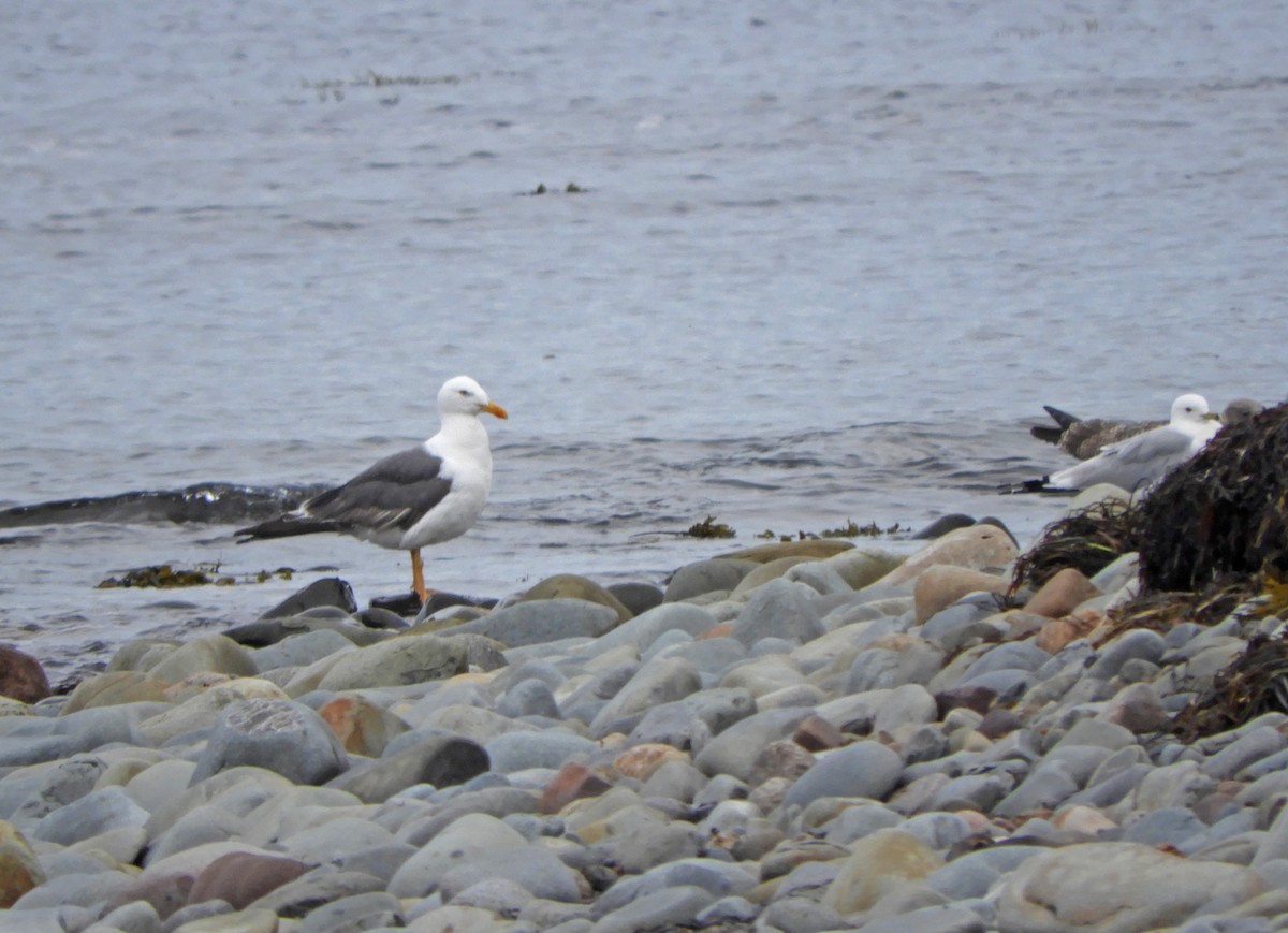 eBird Checklist - 16 Aug 2022 - Hartlen Point - 51 species