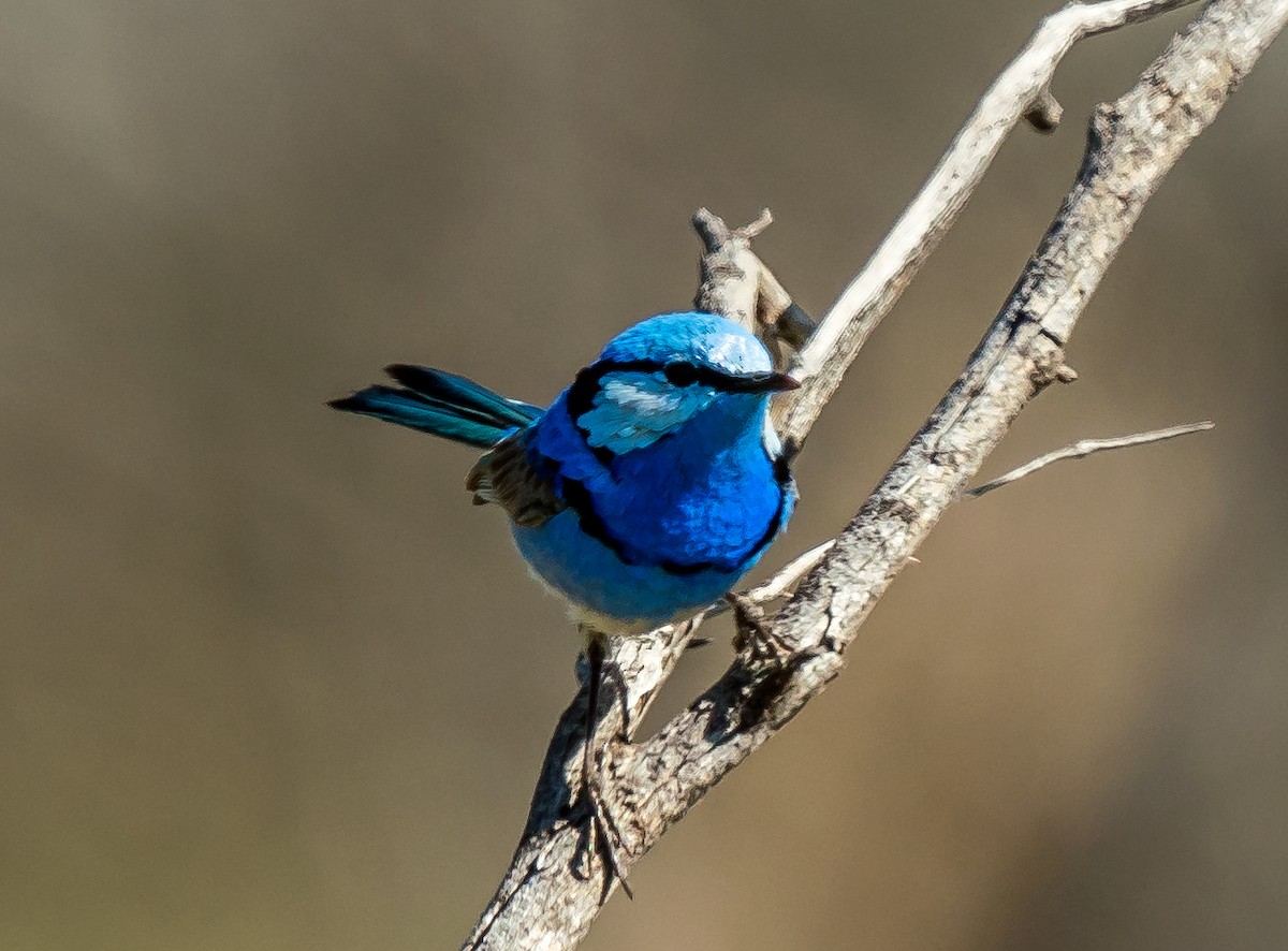 ML476127741 - Splendid Fairywren - Macaulay Library