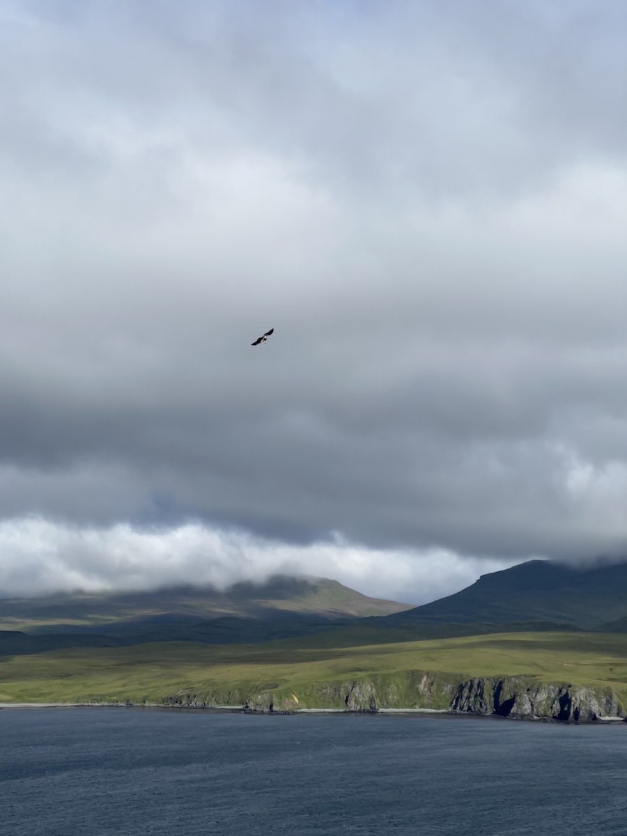 eBird Checklist - 15 Aug 2022 - Poa Island, Alaska (near Akun Island ...