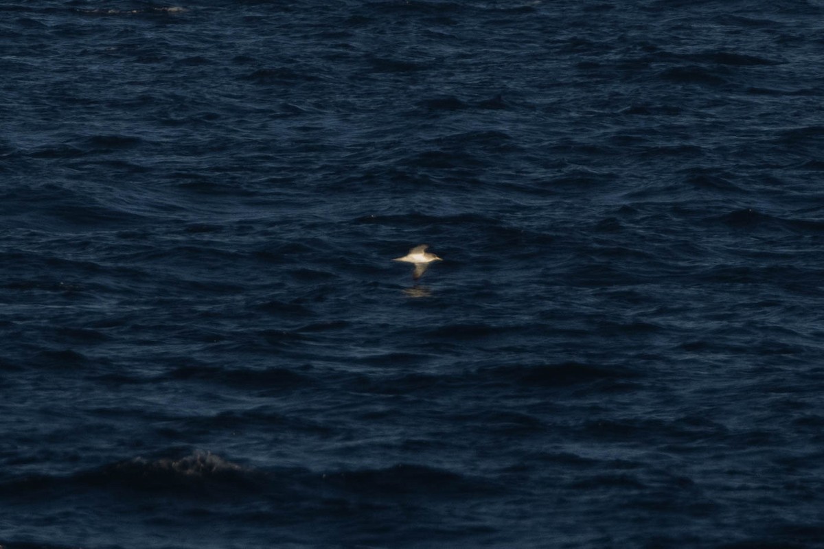 eBird Checklist - 15 Aug 2022 - Brooklyn Pelagic Trip 08152022 N - 1 ...