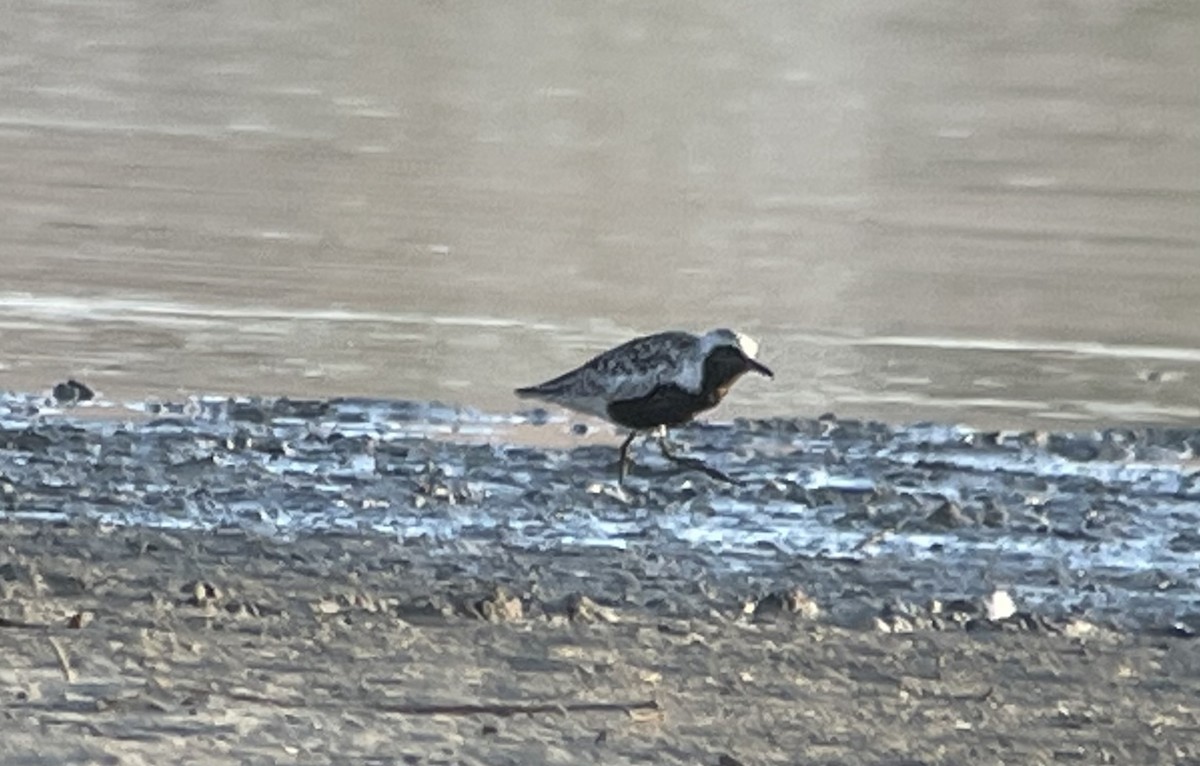 eBird Checklist - 19 Aug 2022 - Prewitt Reservoir SWA (Washington Co ...