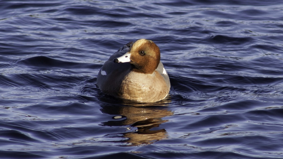 eBird Checklist - 6 Feb 2017 - Merkinch LNR - 40 species