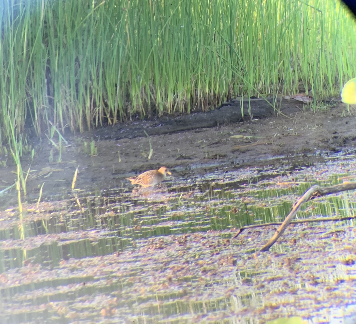 eBird Checklist - 20 Aug 2022 - Presque Isle SP--Gull Pt. - 42 species