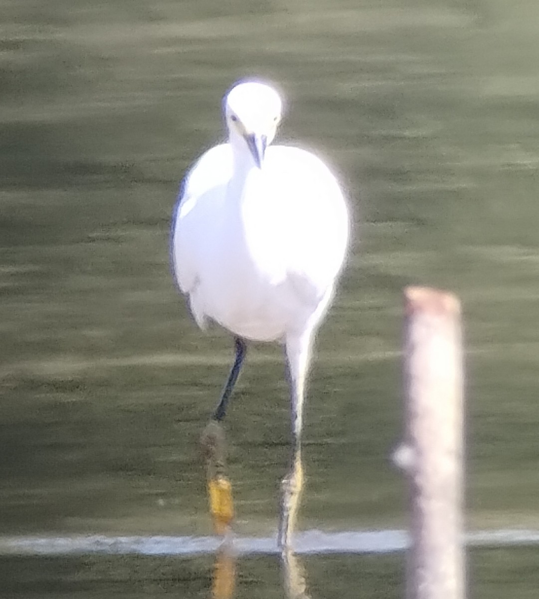 eBird Checklist - 20 Aug 2022 - Shenango Reservoir--West River Rd. - 1 ...
