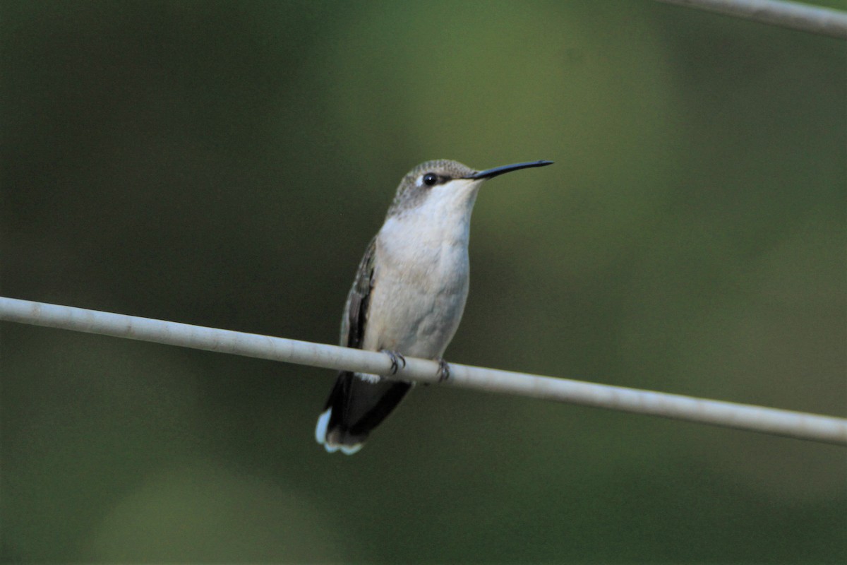 ML476913571 - Ruby-throated Hummingbird - Macaulay Library
