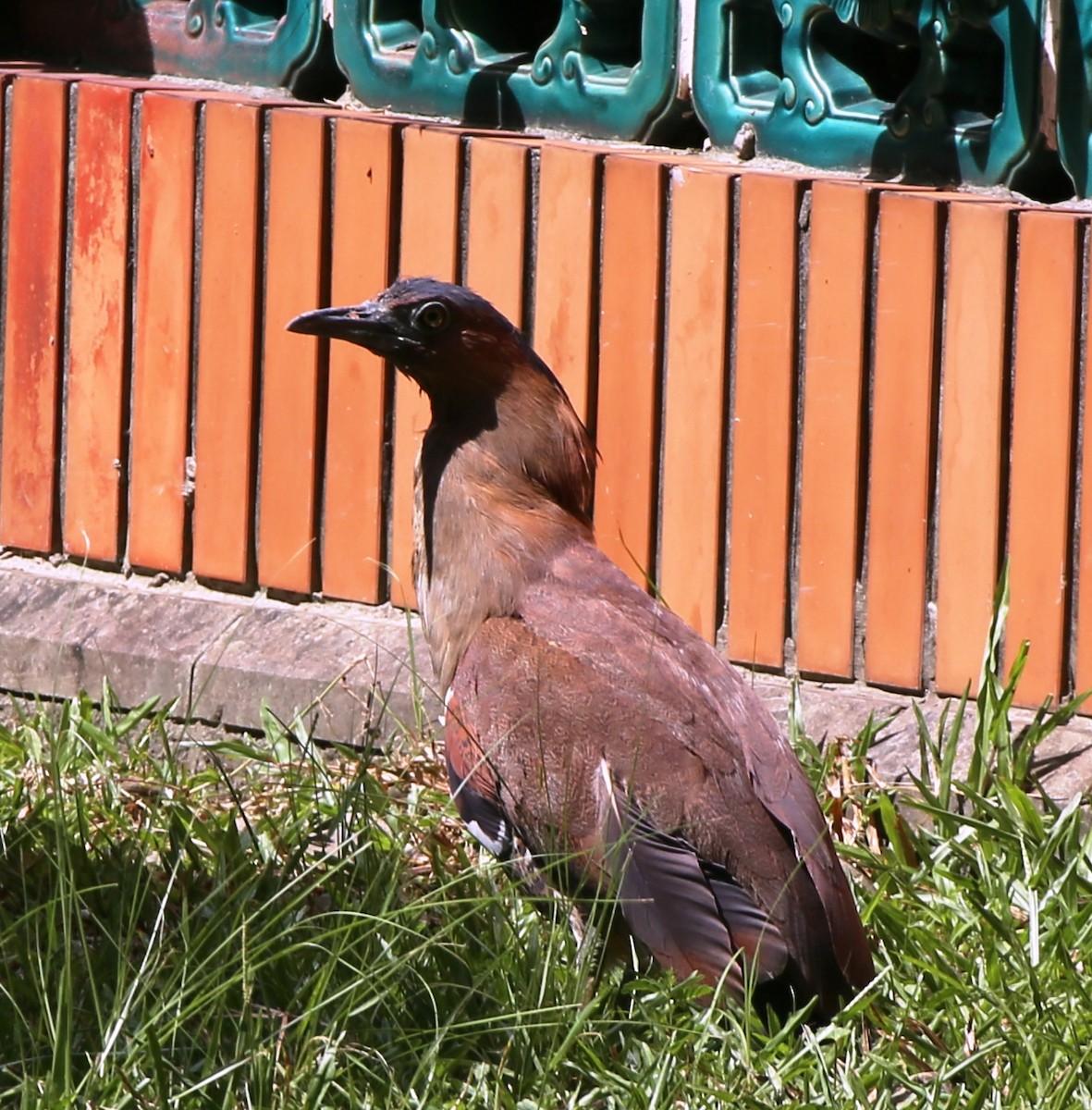 Taiwan Bird Atlas Checklist - 21 Aug 2022 - 台北--台北大學三峽校區(Taipei ...