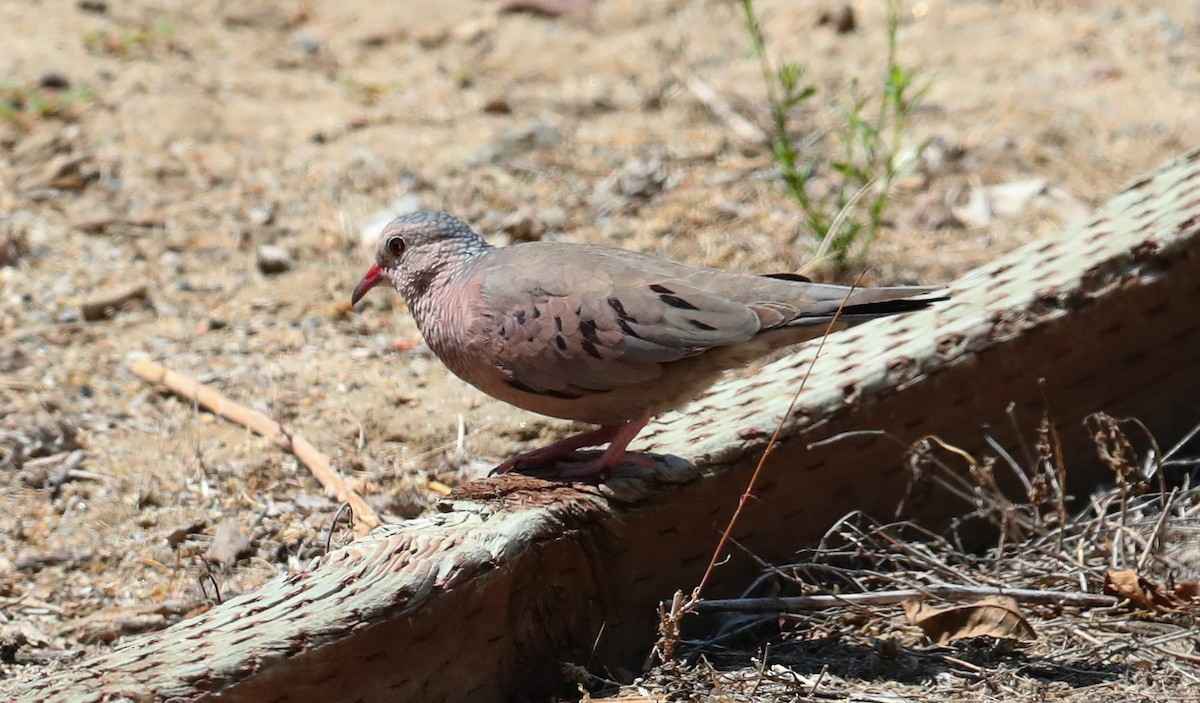 eBird Checklist - 20 Aug 2022 - Tijuana River Valley--Bird & Butterfly ...