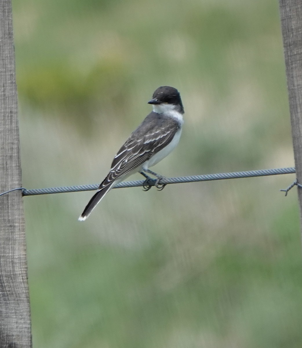 eBird Checklist - 22 Aug 2022 - Raymond Ranch Wildlife Area - 14 ...