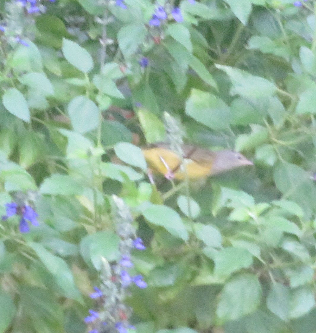 ML477666561 - Connecticut/MacGillivray's/Mourning Warbler - Macaulay ...