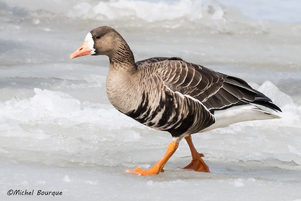 ML477667811 - Greater White-fronted Goose - Macaulay Library