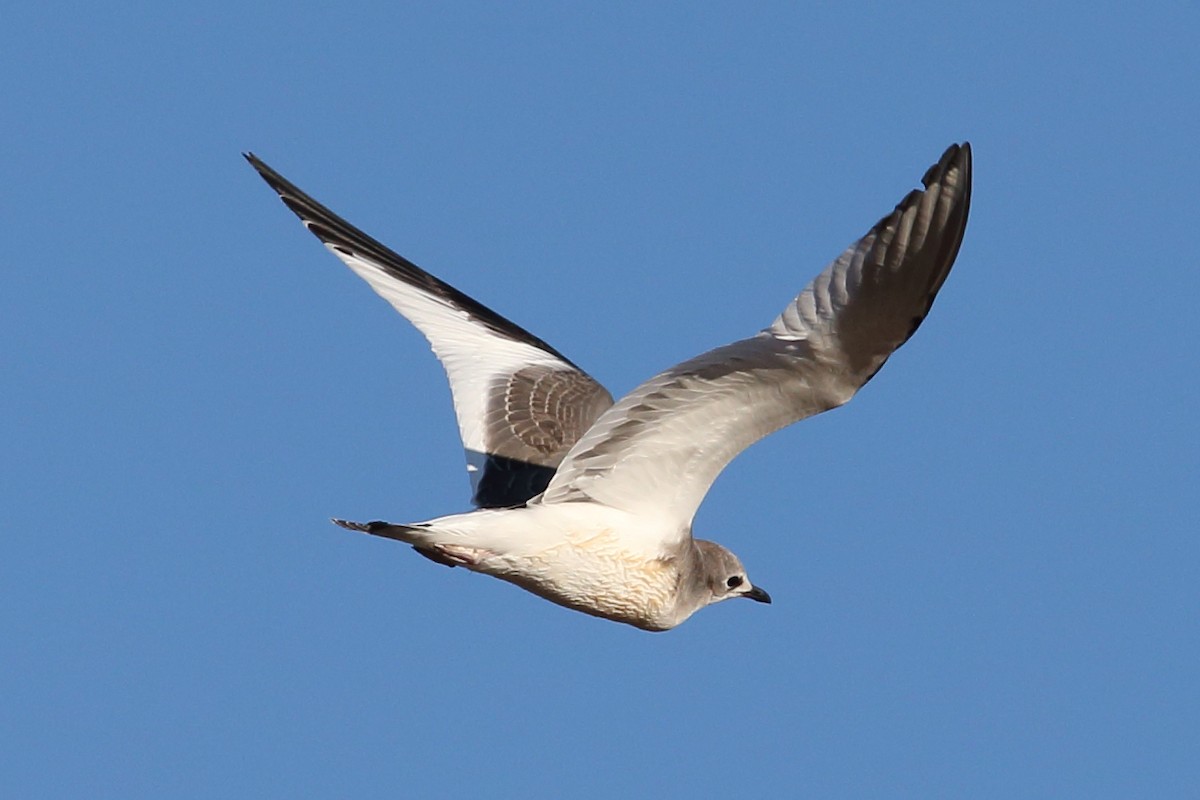 eBird Checklist - 23 Aug 2022 - Whitewater Draw WA - 46 species