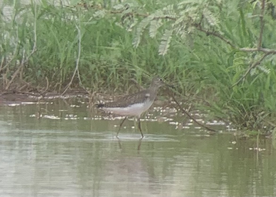 eBird Checklist - 23 Aug 2022 - Whitewater Draw Wildlife Area - 50 species