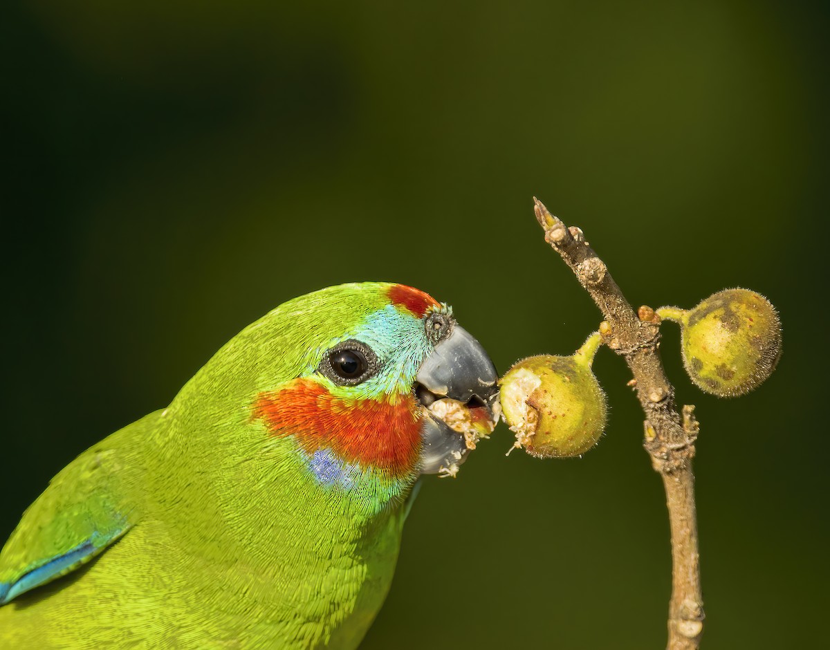 ML477832741 - Double-eyed Fig-Parrot - Macaulay Library