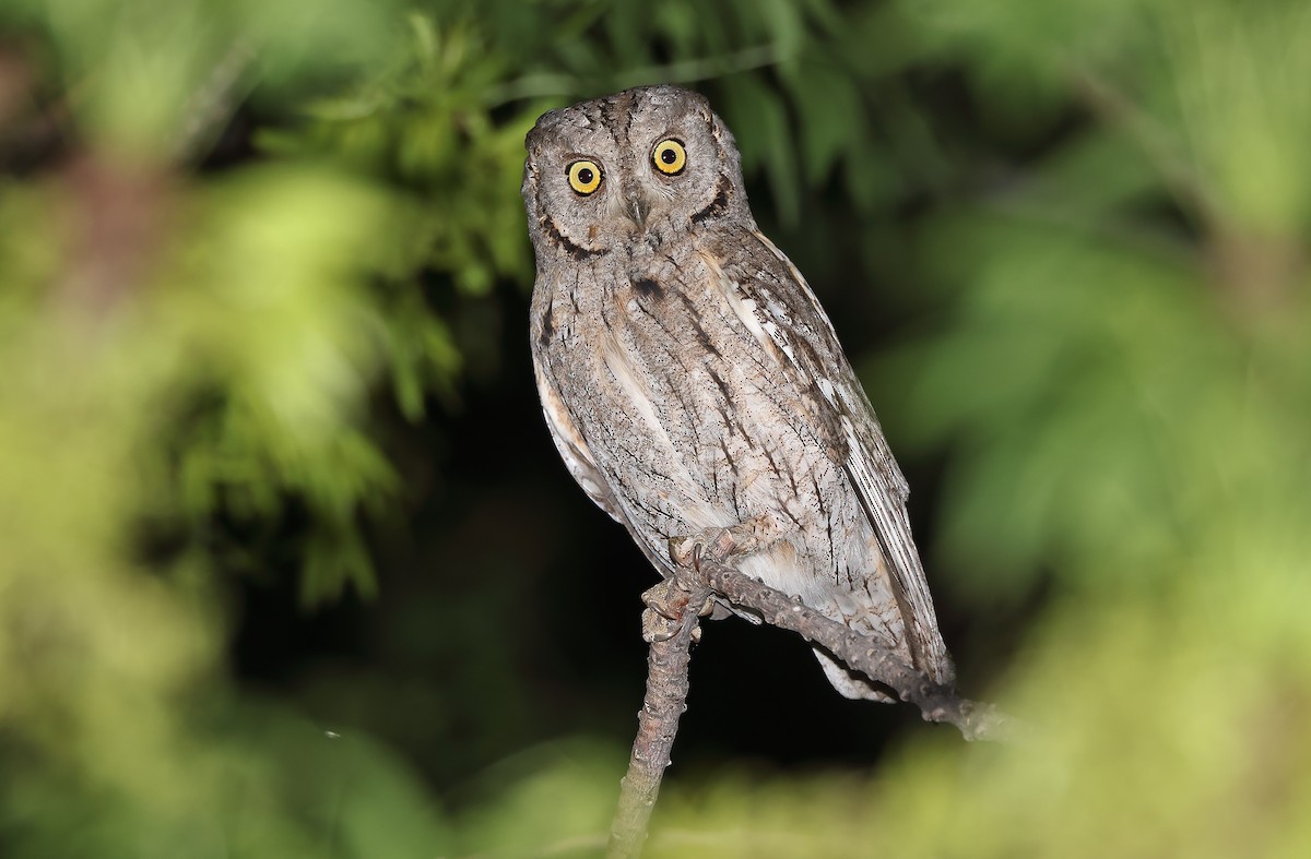 ML477834921 - Eurasian Scops-Owl - Macaulay Library