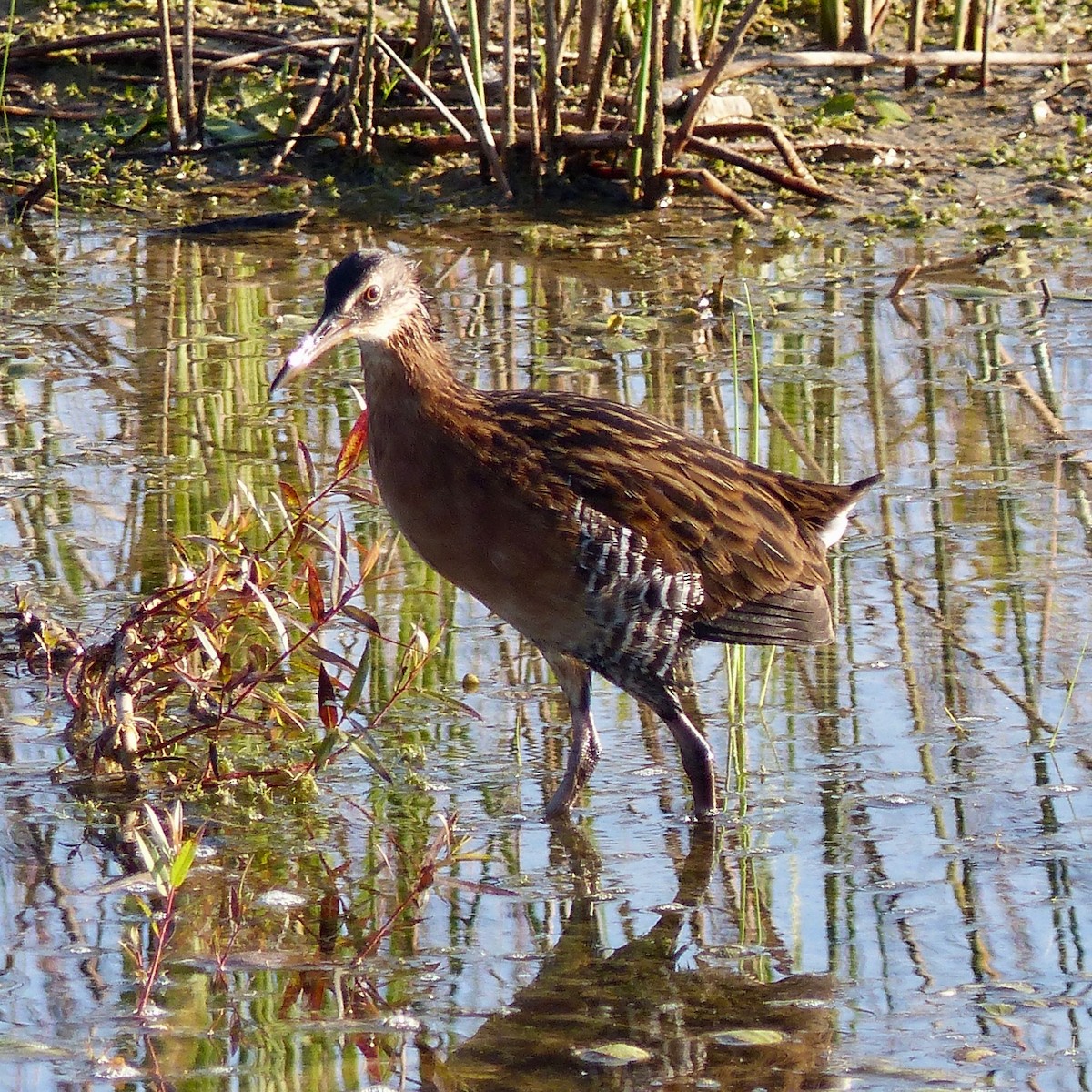 eBird Checklist - 24 Aug 2022 - Prairie Oaks Metro Park--Darby Bend ...