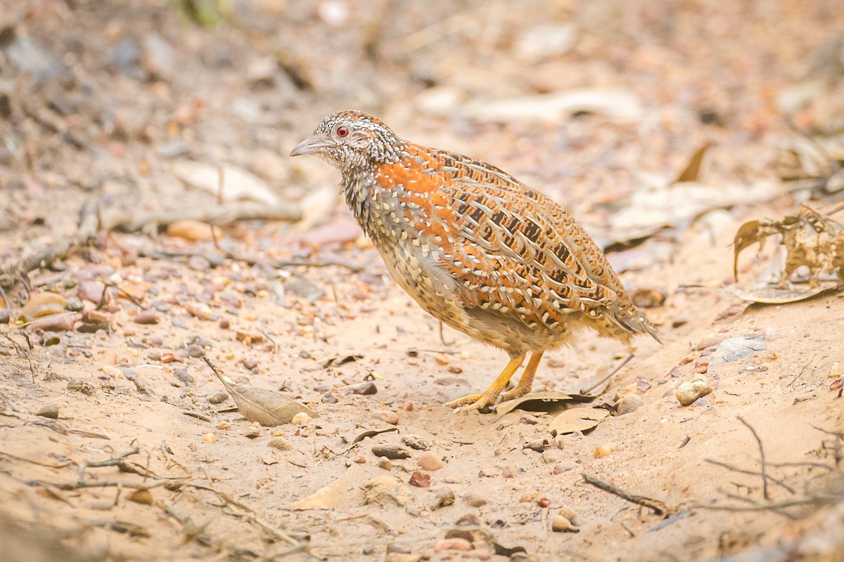 eBird Checklist - 14 Aug 2022 - Werakata State Conservation Area - 9 ...
