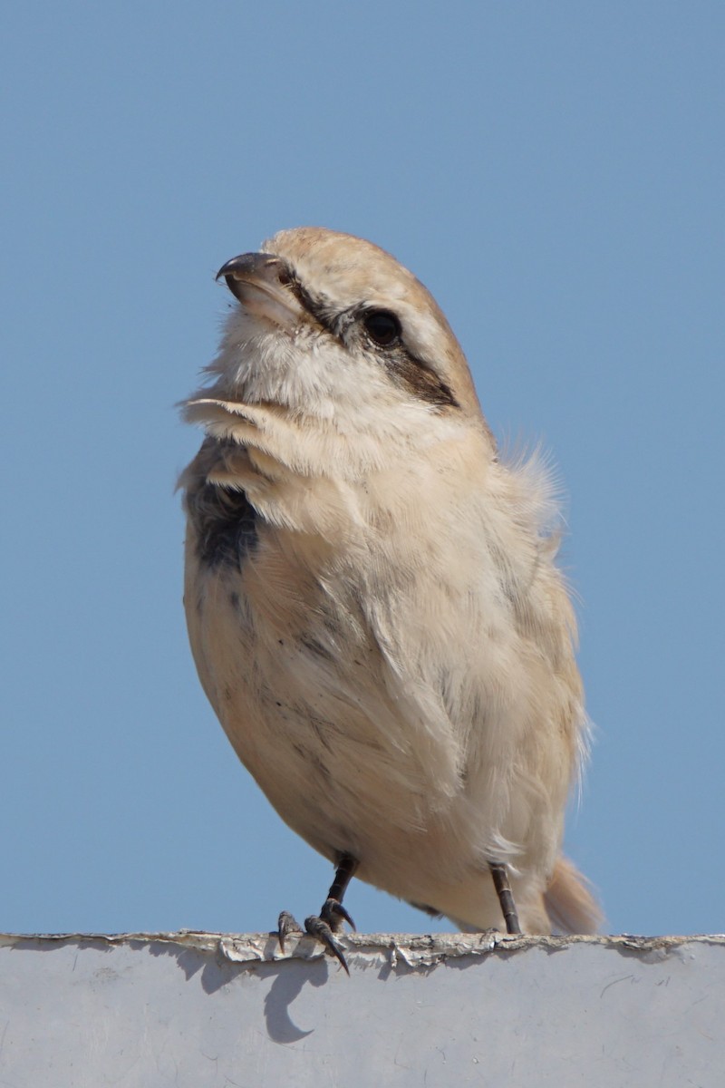 ML478183491 - Isabelline Shrike - Macaulay Library